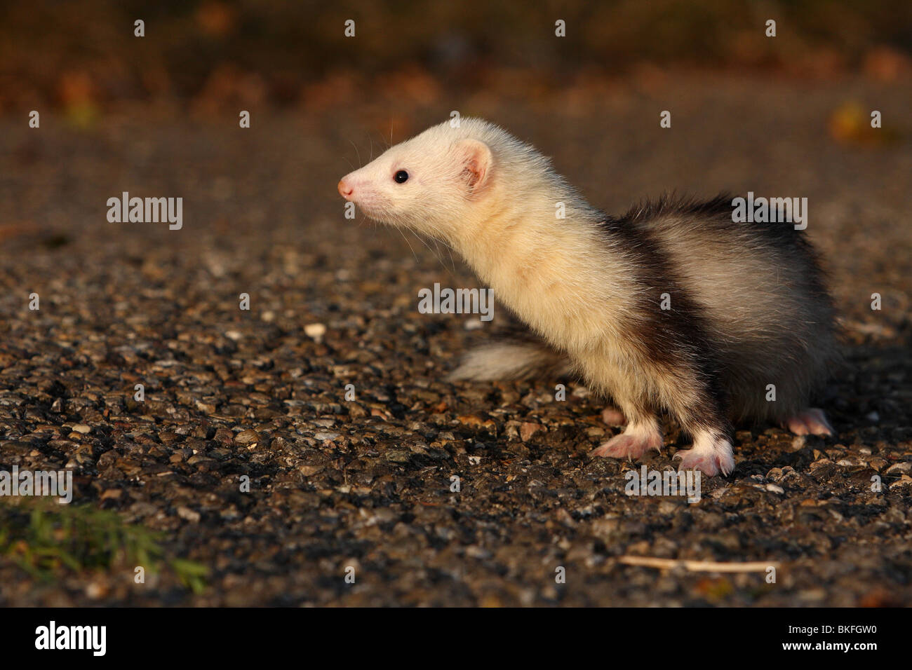 Kleintierfoto hi-res stock photography and images - Alamy