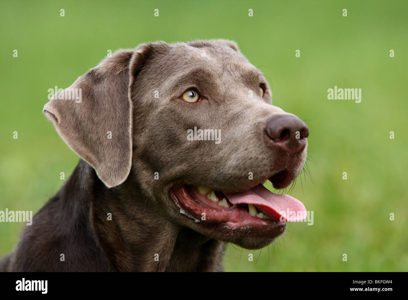 Labrador Retriever Portrait Stock Photo - Alamy