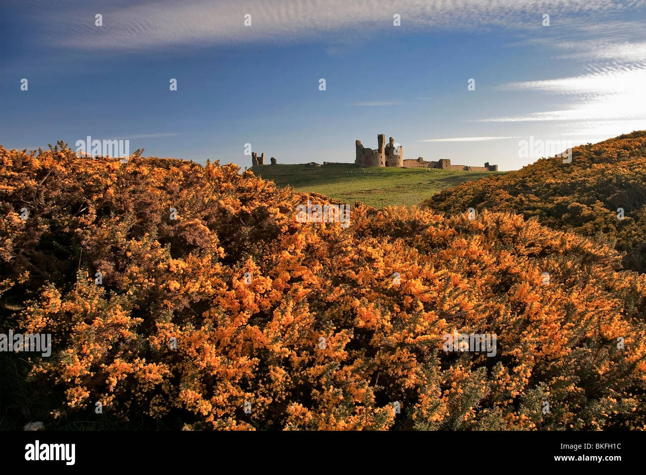 Gorse Bush Landscape Dunstanburgh Castle North Northumbrian Coast ...