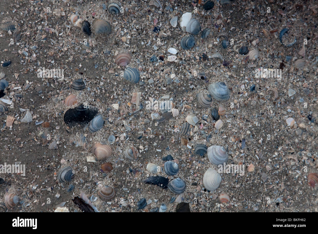 Seashells in the dark sand of the North sea Stock Photo - Alamy