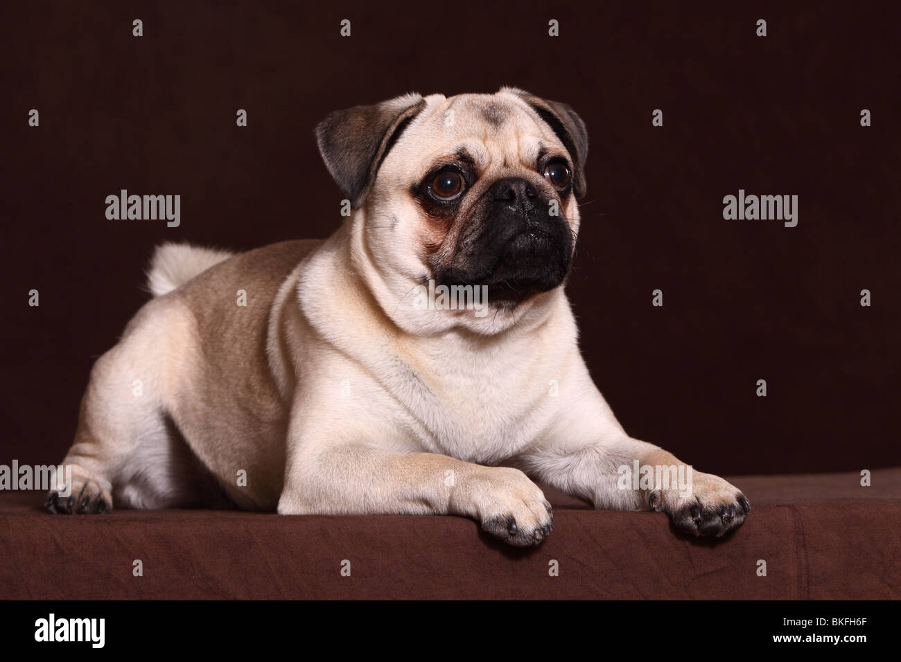 Mops / pug Stock Photo - Alamy