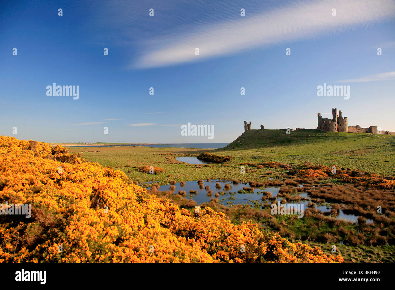Gorse Bush Landscape Dunstanburgh Castle North Northumbrian Coast ...