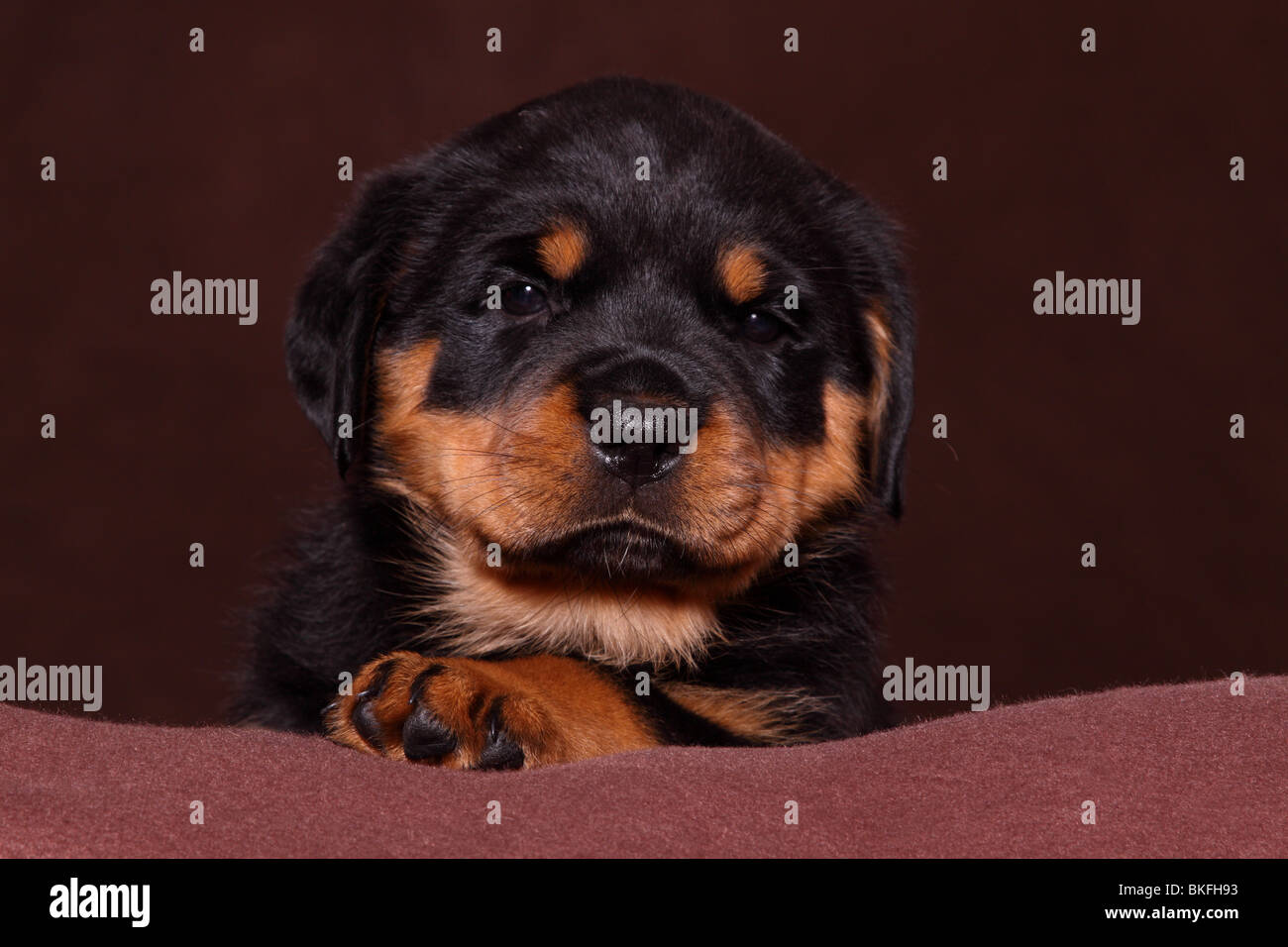 Rottweiler Welpe / Rottweiler puppy Stock Photo - Alamy