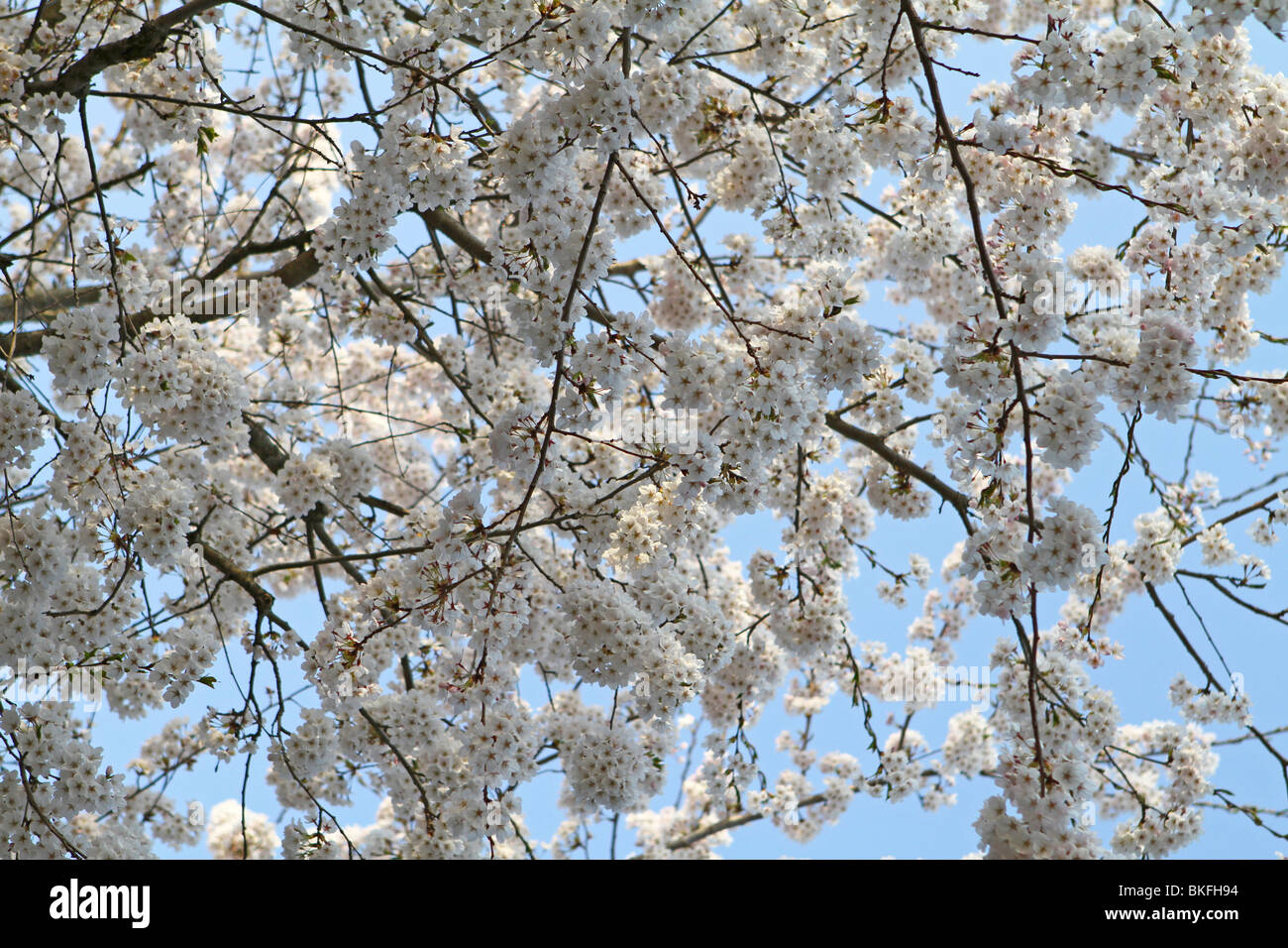 flowering cherry tree in spring Stock Photo - Alamy