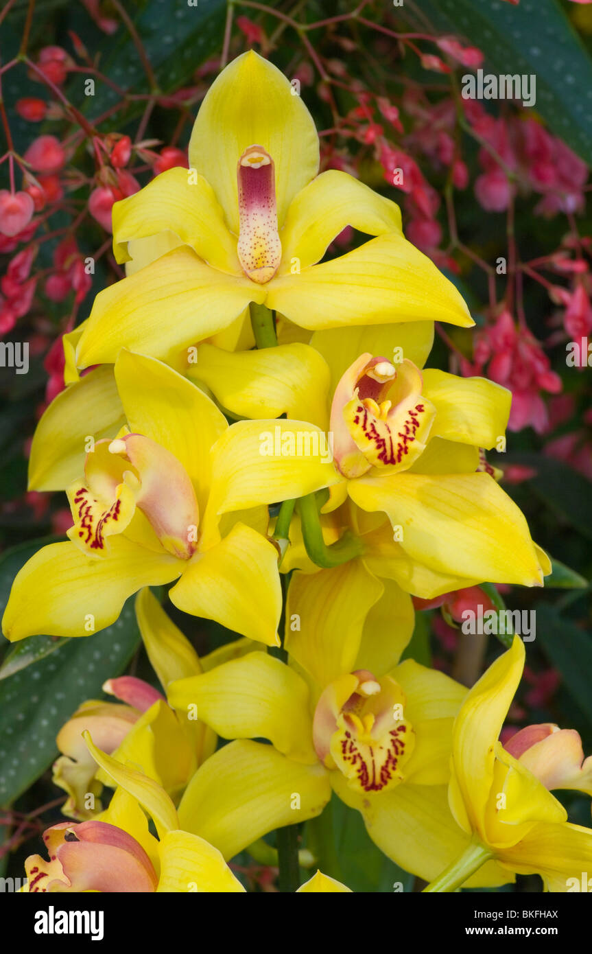 Cymbidium orchids yellow hi-res stock photography and images - Alamy