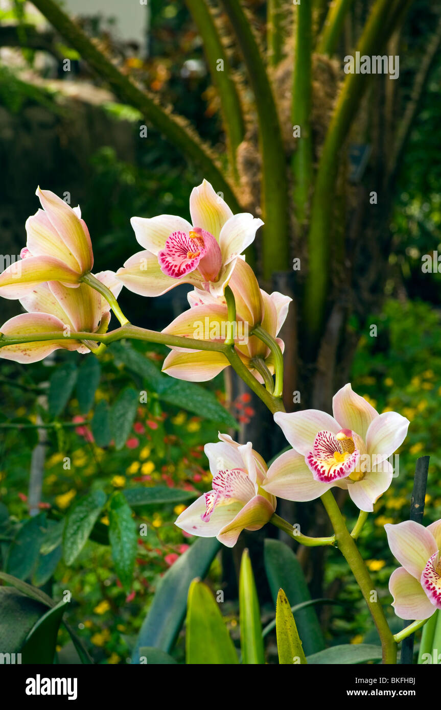Cymbidium orchids hi-res stock photography and images - Alamy