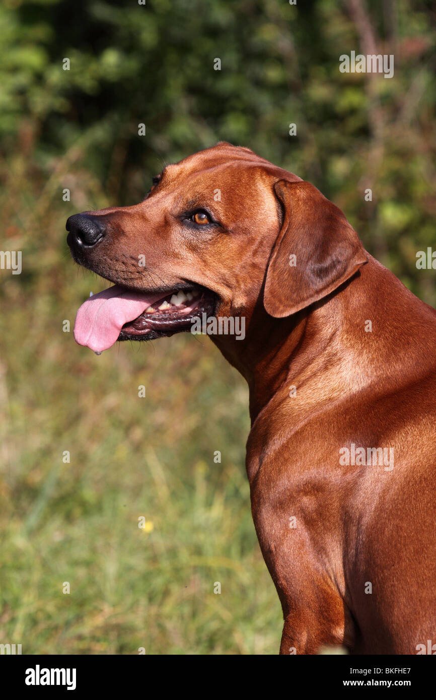 Rhodesian Ridgeback Portrait Stock Photo - Alamy