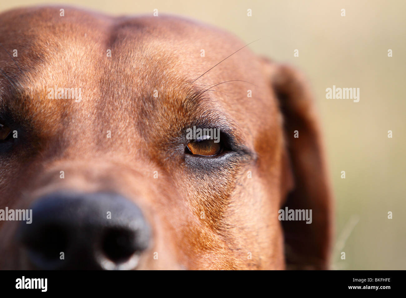 Rhodesian ridgeback eyes hi-res stock photography and images - Alamy