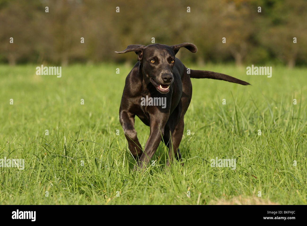 Weimaraner and running hi-res stock photography and images - Alamy