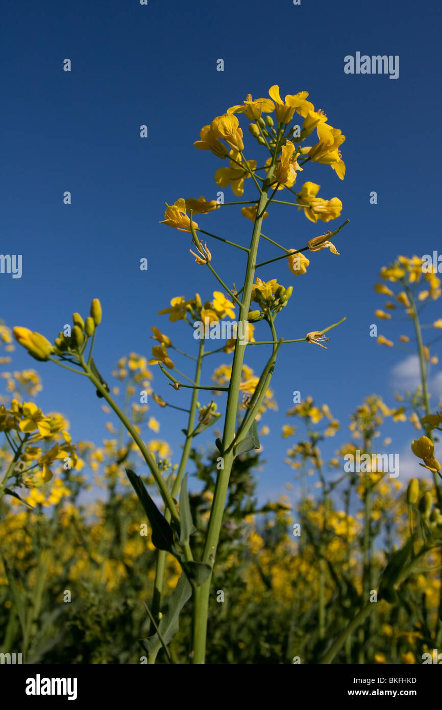 A low angle shot of a rape seed plant Stock Photo - Alamy