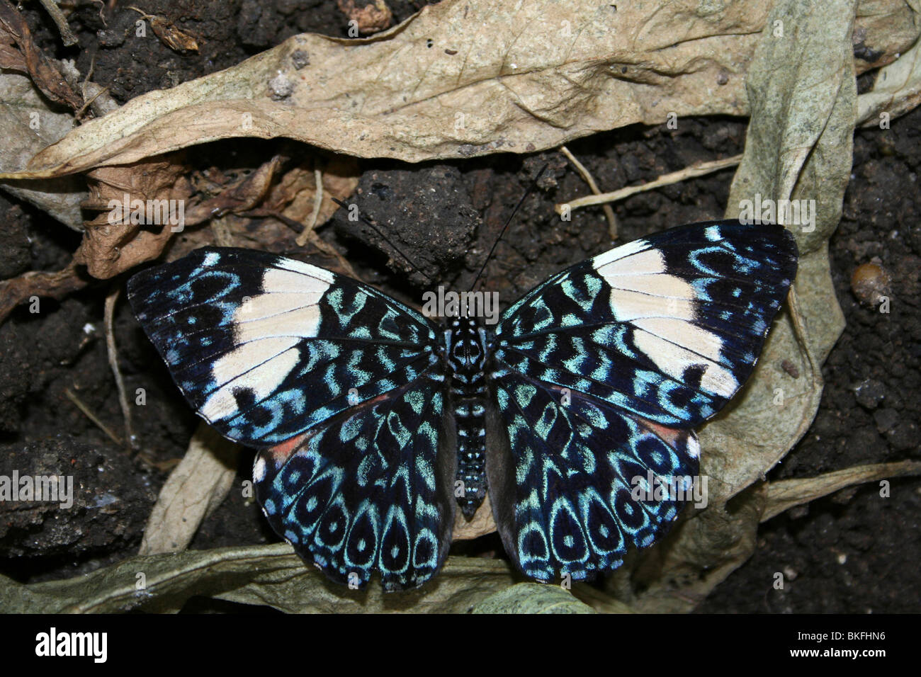 Red Cracker or Starry Night Butterfly Hamadryas amphinome Stock Photo ...