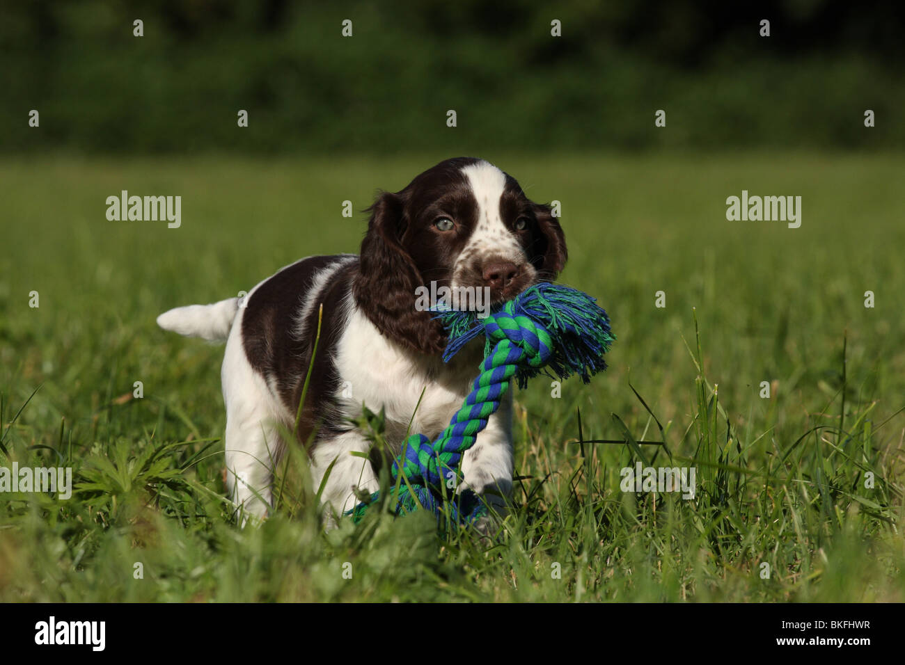 Springer spaniel gun dogs gundogs retrieving dogs hi-res stock ...
