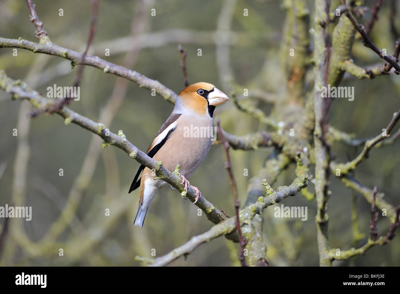 Male hawfinch in a tree in winter Stock Photo - Alamy