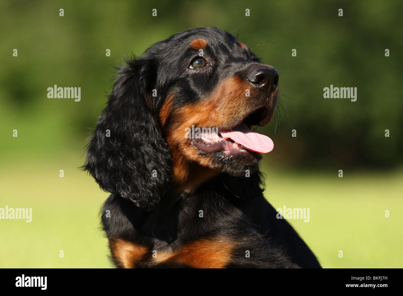 Gordon Setter puppy portrait Stock Photo - Alamy