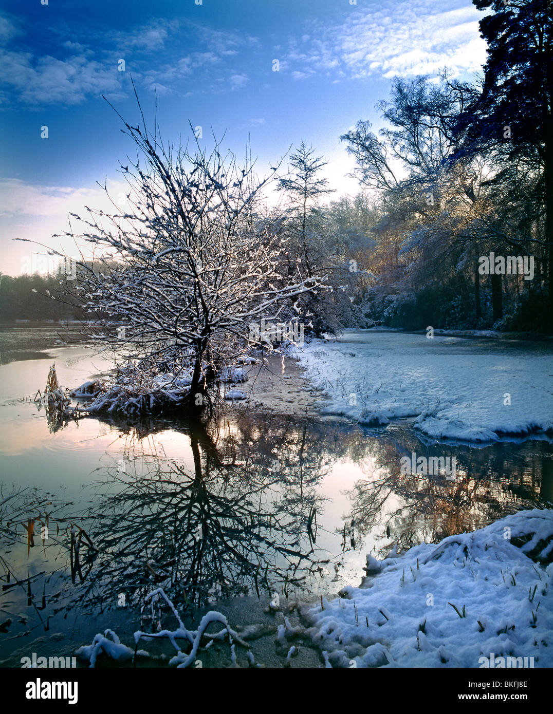 Frost lake winter surrey uk hi-res stock photography and images - Alamy