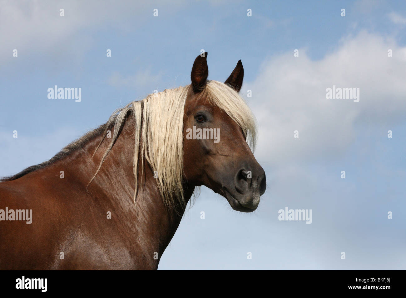Black Forest Horse Stock Photo - Alamy
