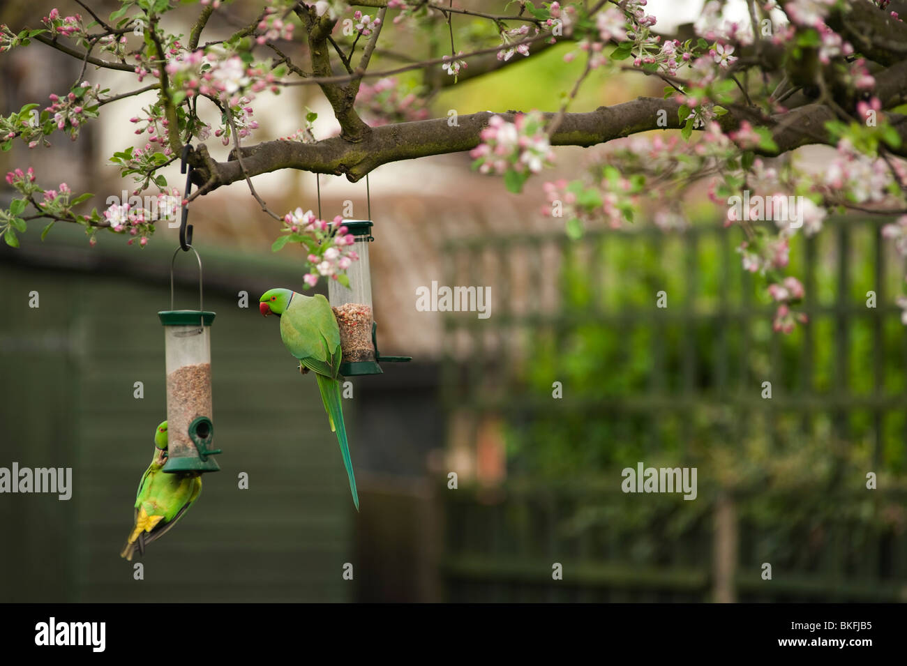 Ring Necked Parakeets, Psittacula krameri, on garden bird feeders ...