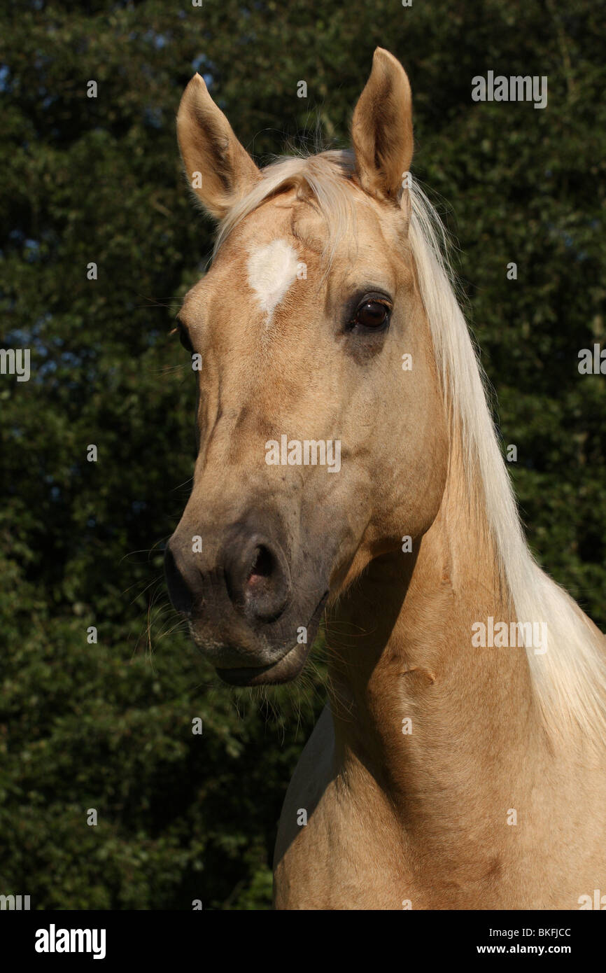 Cheval isabelle hi-res stock photography and images - Alamy
