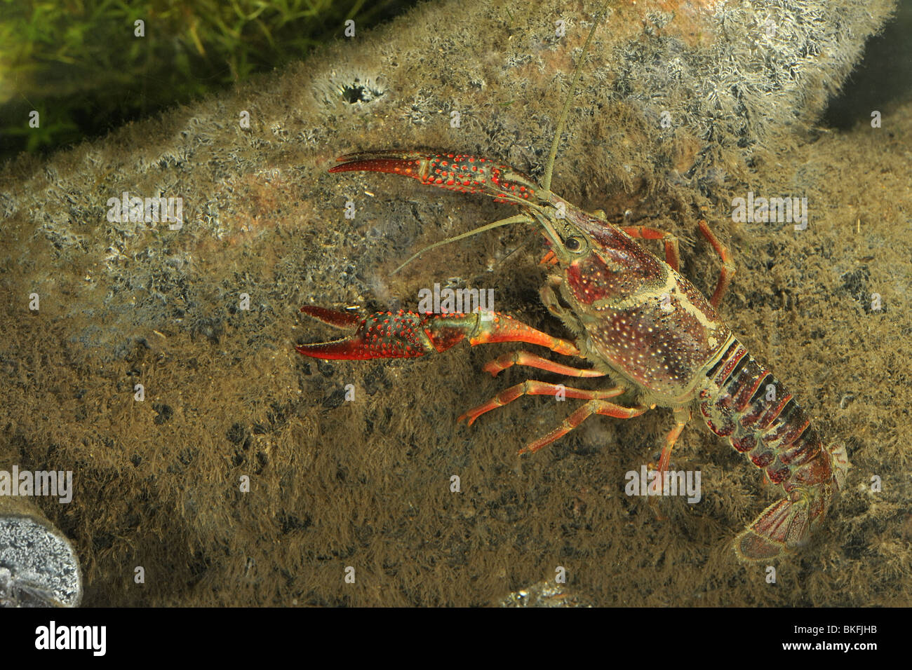 Crayfish Underwater