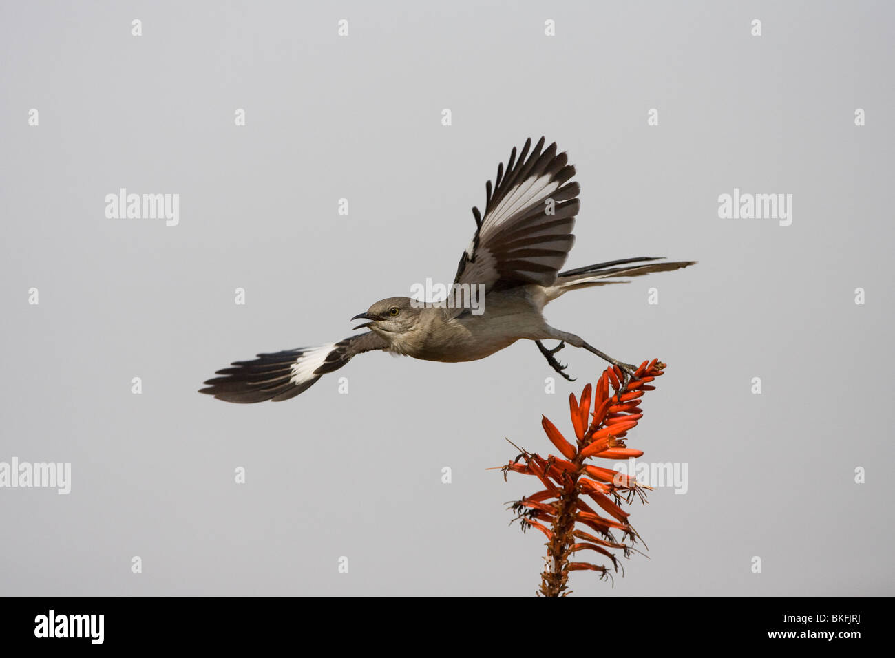 Northern Mockingbird Taking Flight Stock Photo - Alamy