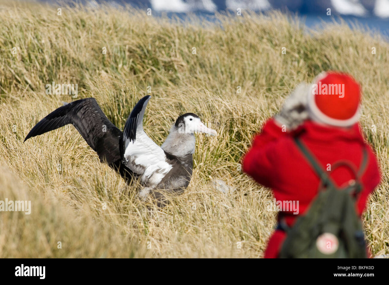 Ship albatross hi-res stock photography and images - Alamy