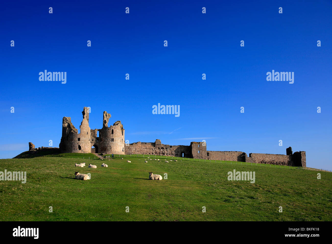 Castle ruins landscape sheep hi-res stock photography and images - Alamy