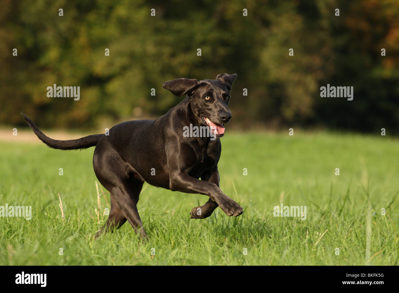 Weimaraner running hi-res stock photography and images - Alamy