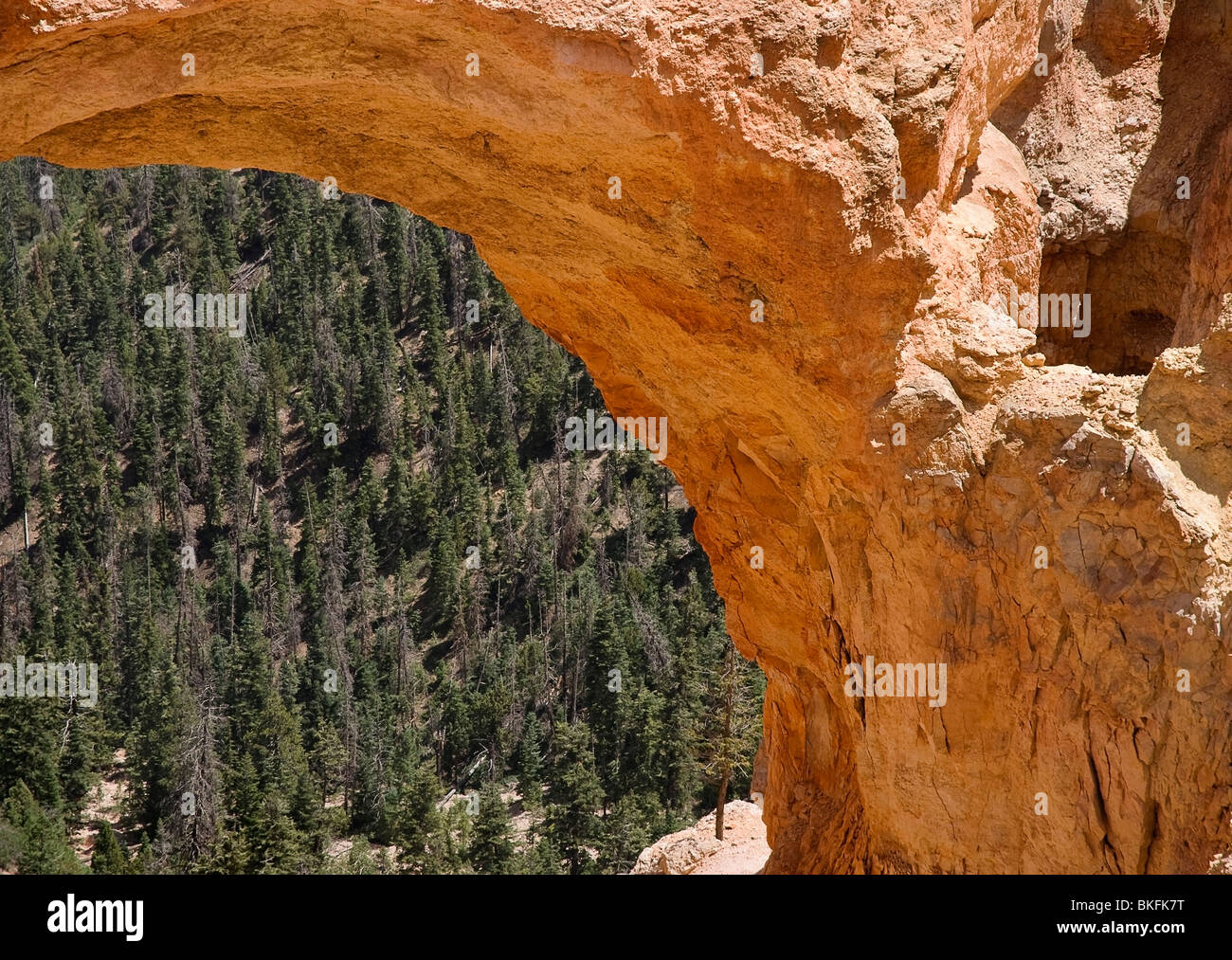 Utah, United States Of America; The Arch Of The Natural Bridge Of Bryce ...