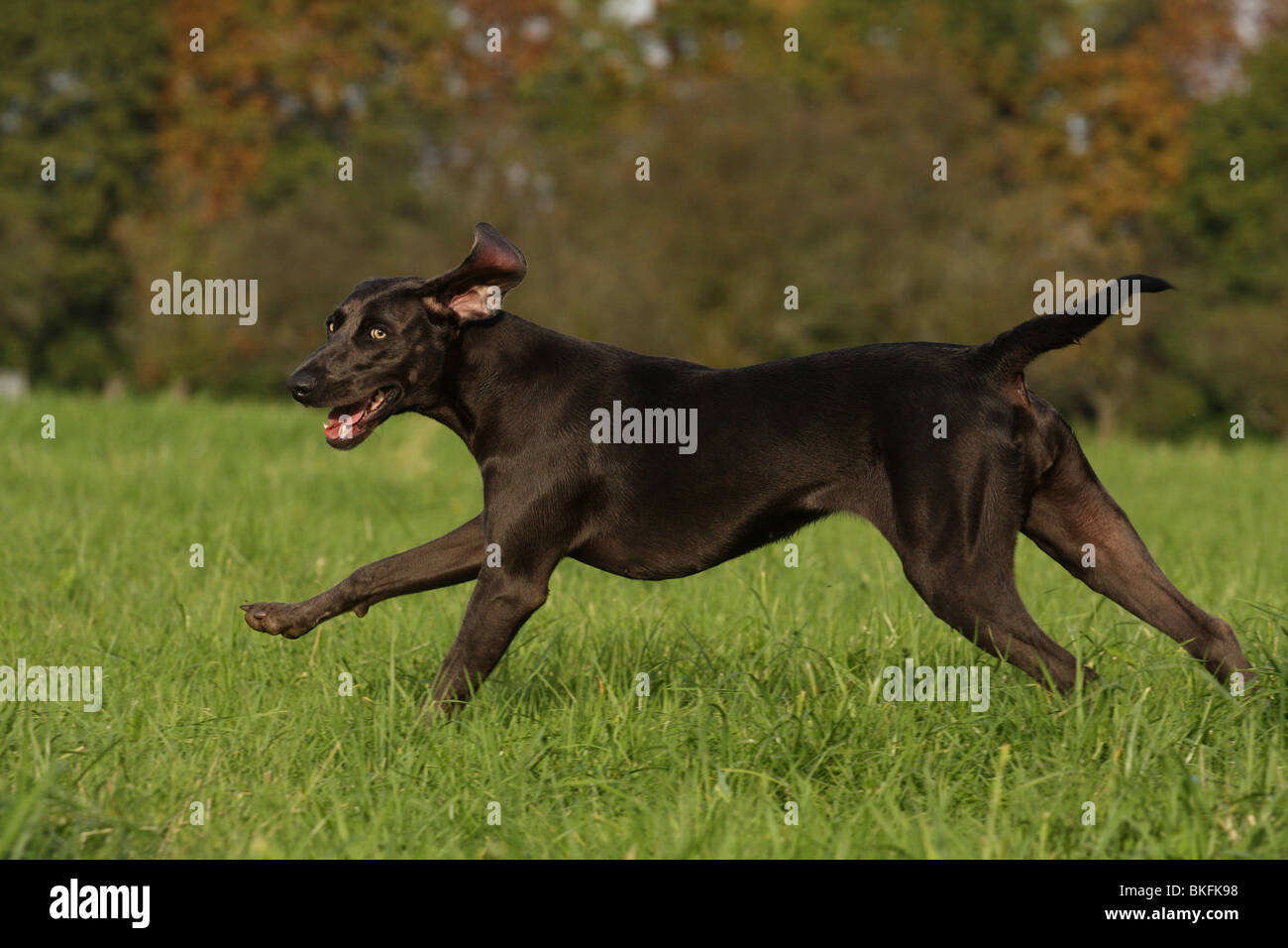Weimaraner running hi-res stock photography and images - Alamy