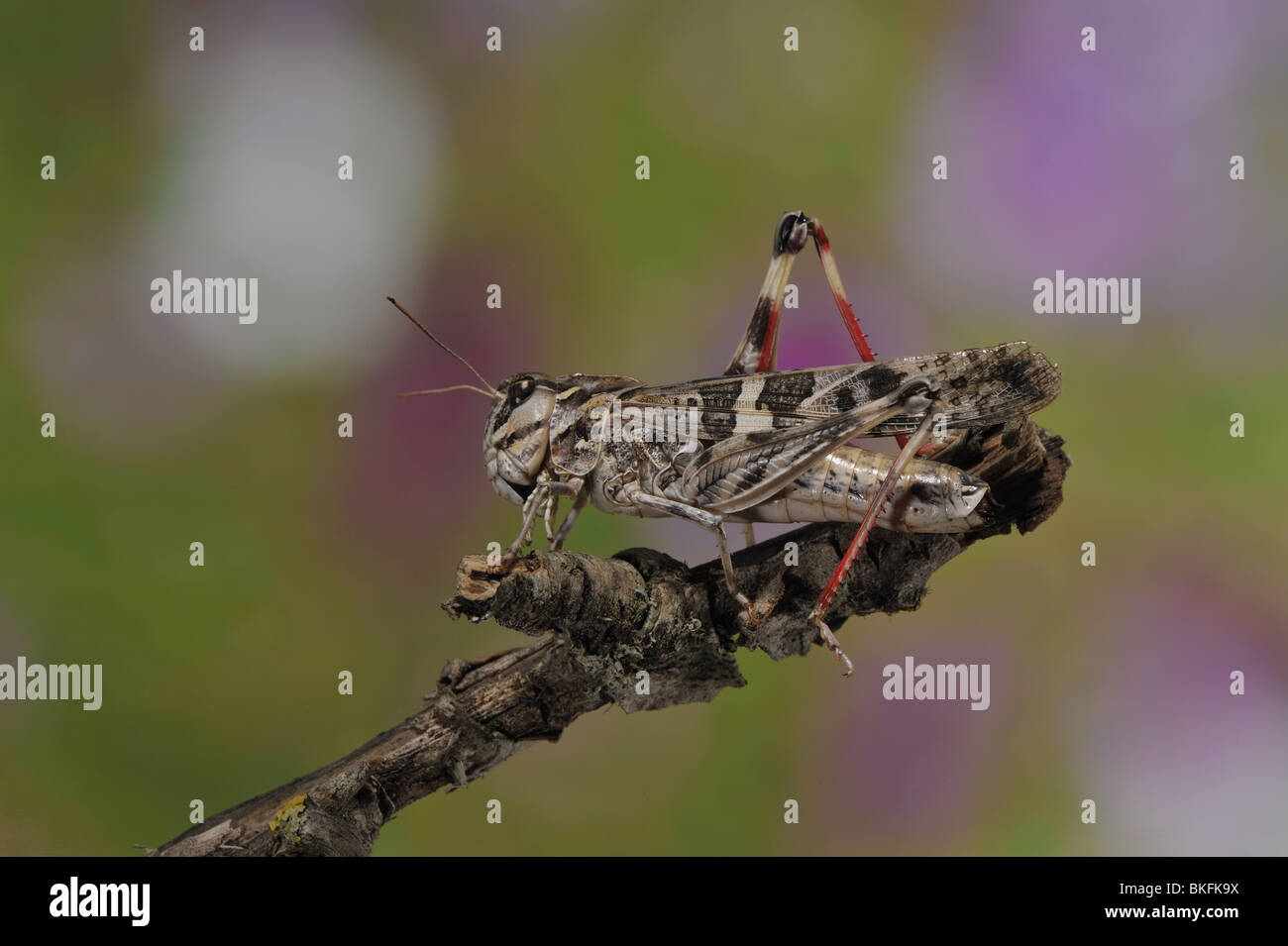 Grasshopper Oedaleus decorus (brown form) on a dead branch Provence ...
