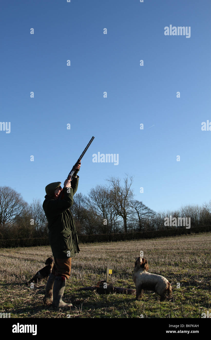 A gun shooting game in a field with his gun dogs in a field Stock Photo ...