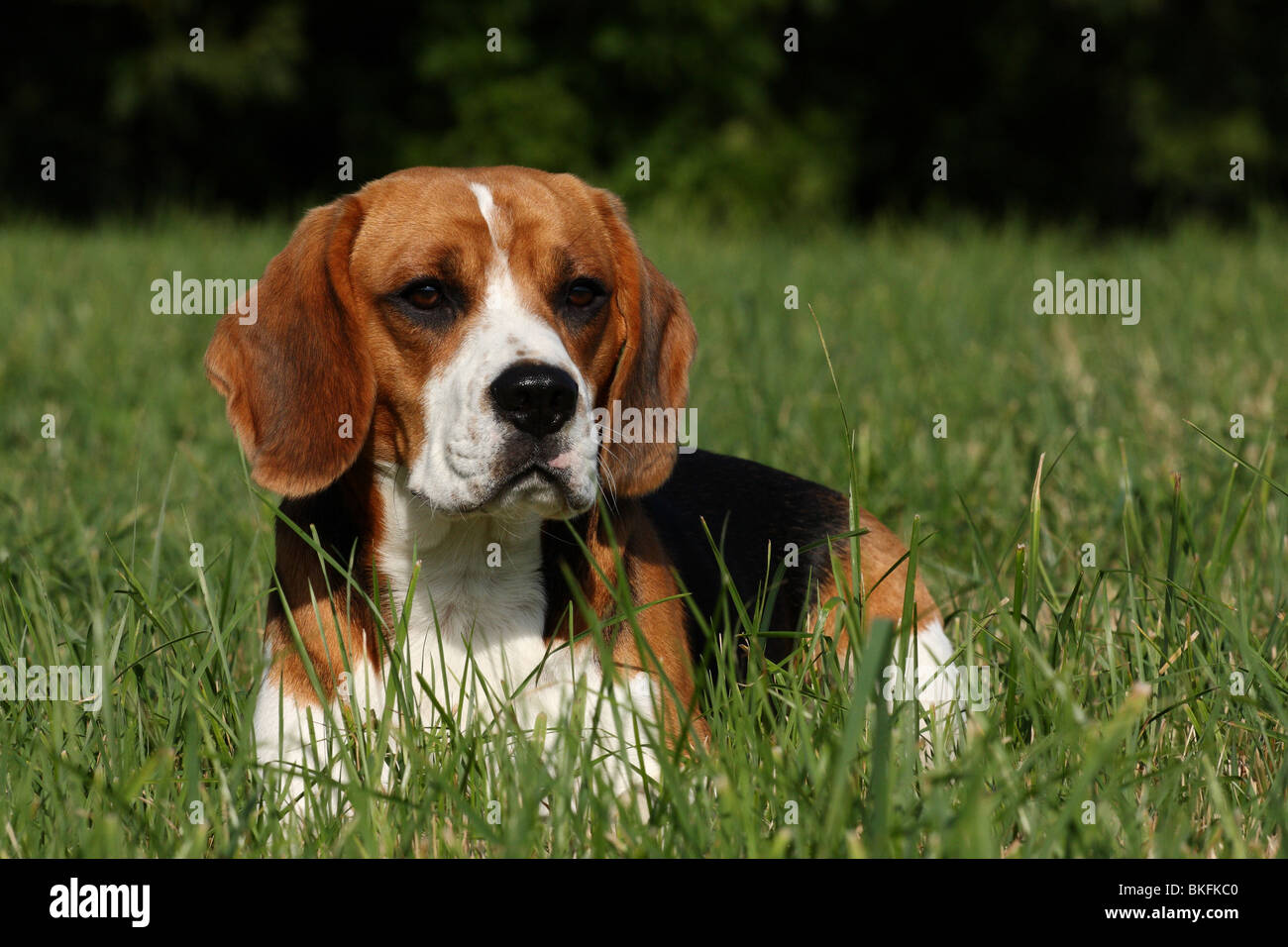 liegender Beagle / lying Beagle Stock Photo - Alamy