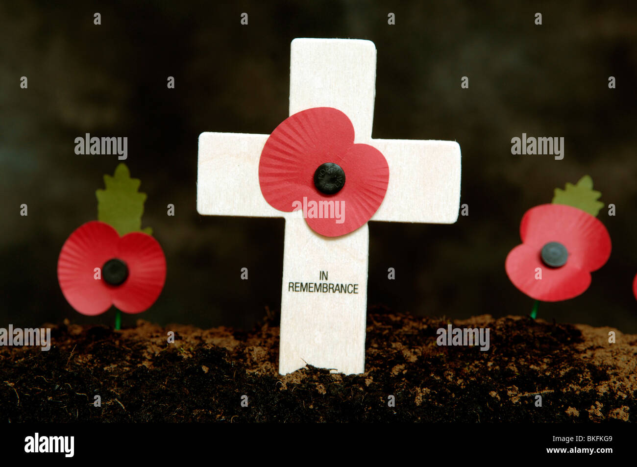 British Legion red poppies and crosses lined up in soil in the lead up ...