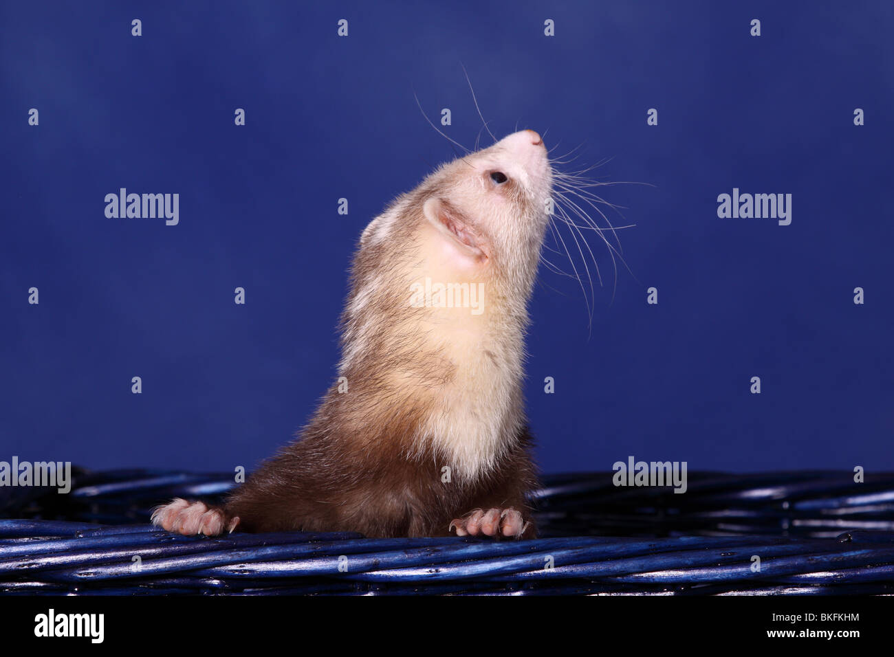 Frettchen / ferret Stock Photo - Alamy