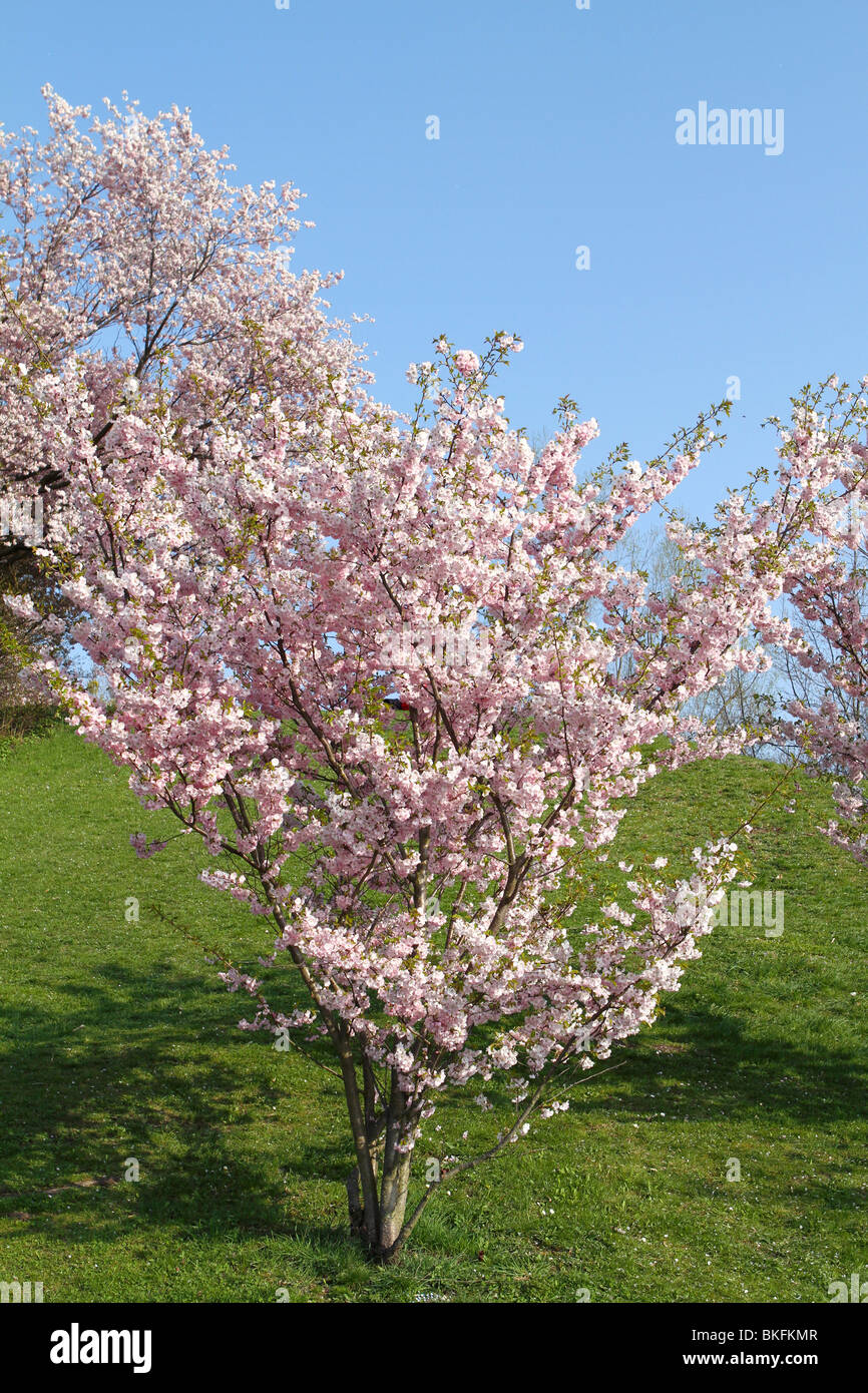 flowering cherry tree in spring Stock Photo - Alamy