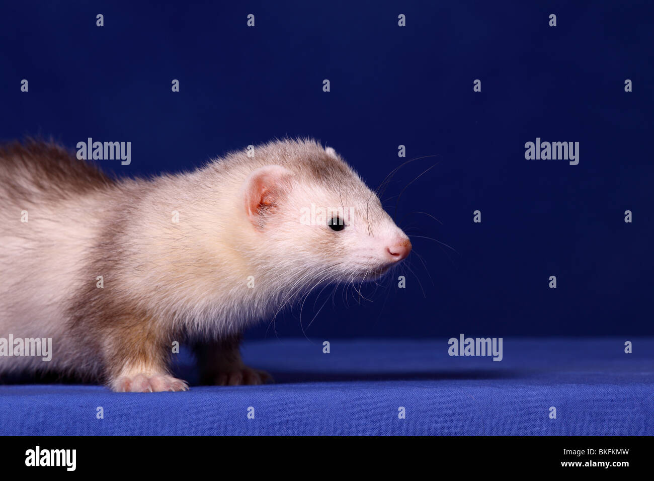 Frettchen / ferret Stock Photo - Alamy