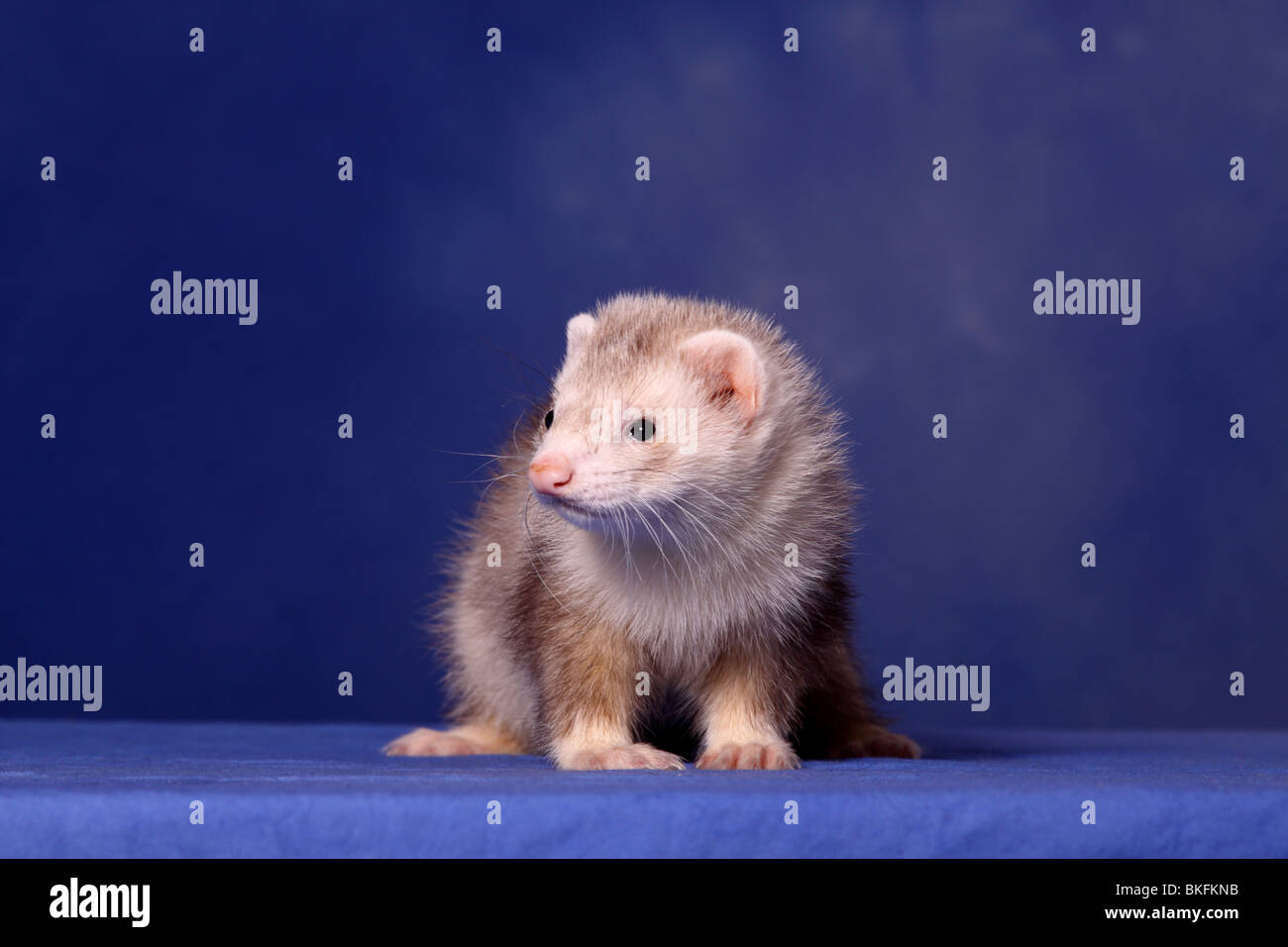 Kleintierfoto hi-res stock photography and images - Alamy