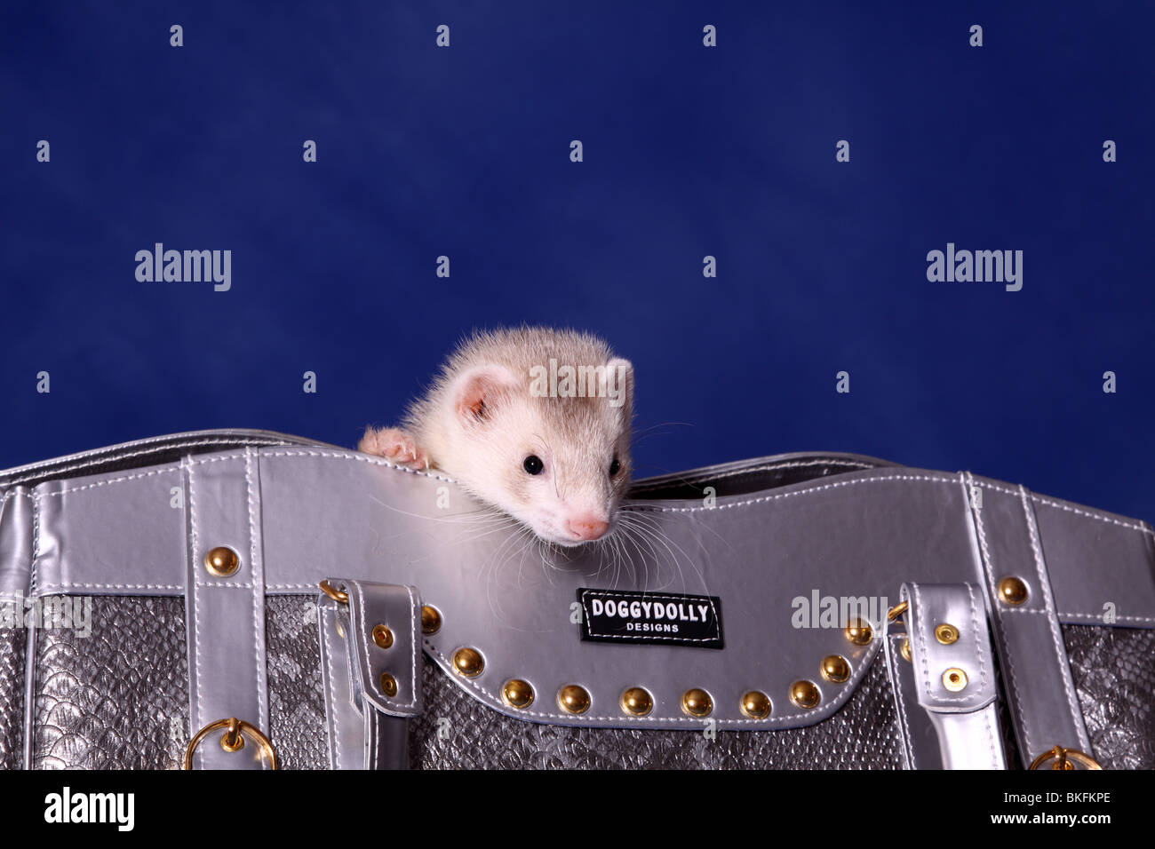 Frettchen / ferret Stock Photo - Alamy
