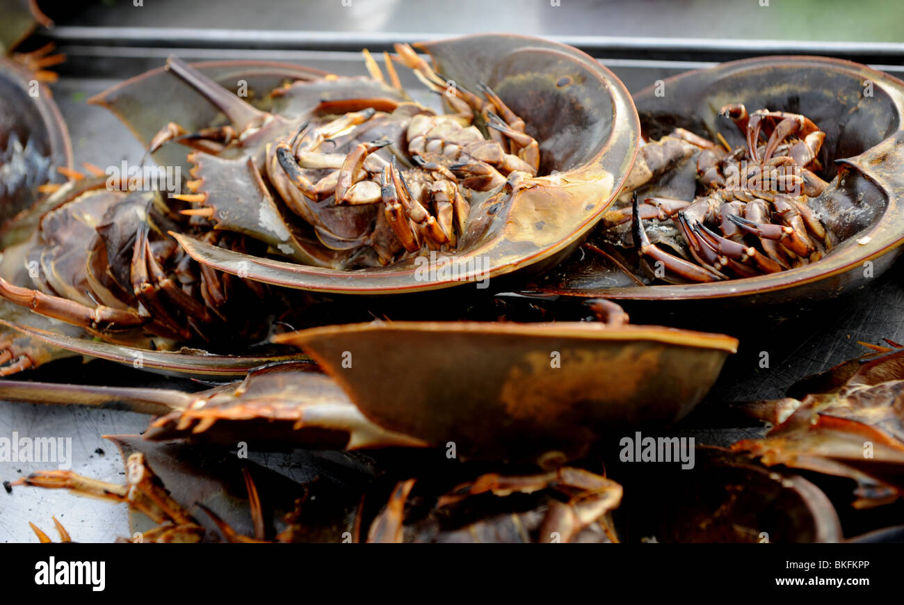 horseshoe crab (Tachypleus gigas), on sale at Ang Sila, fishing village ...