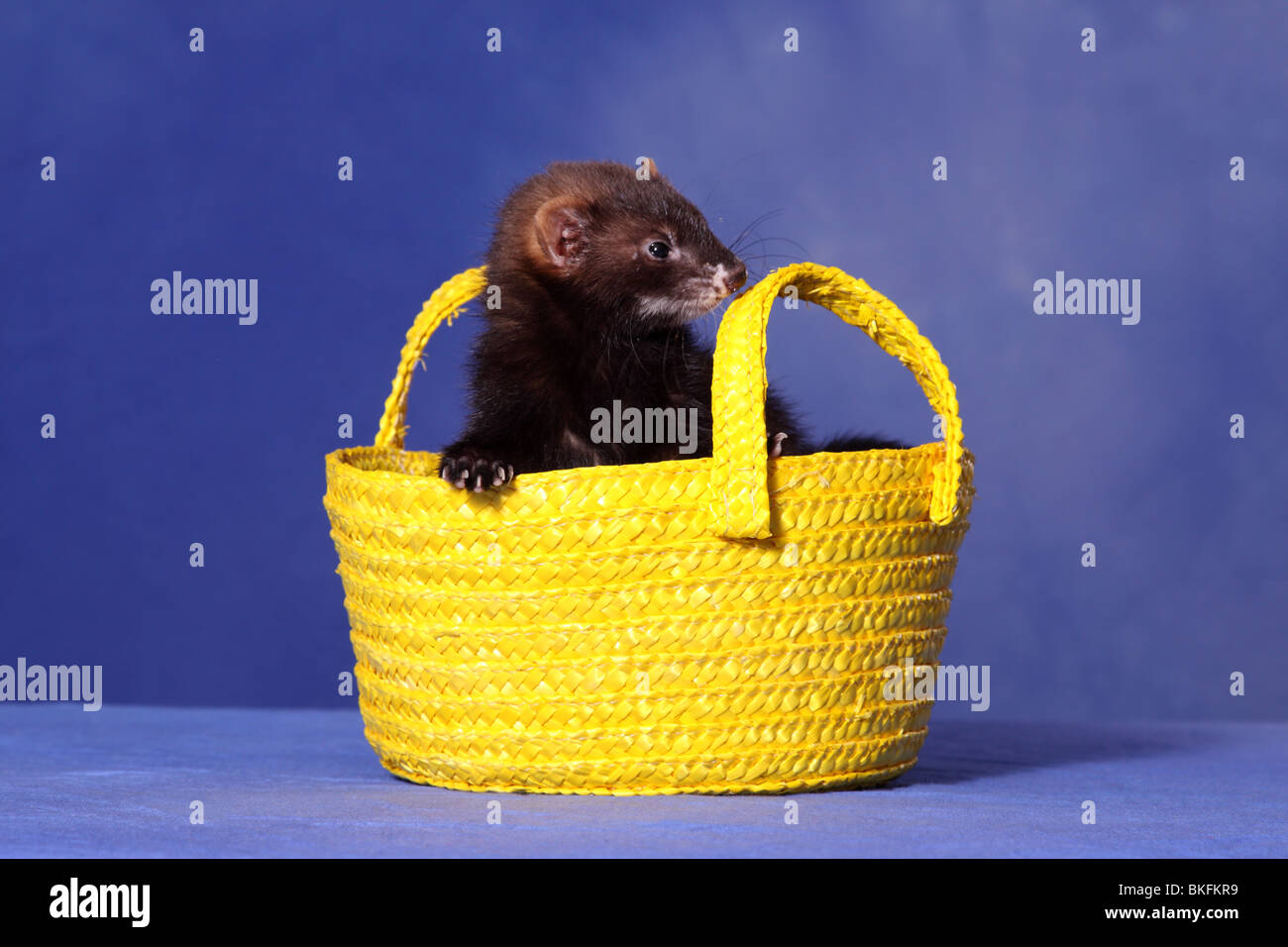 Frettchen / ferret Stock Photo - Alamy