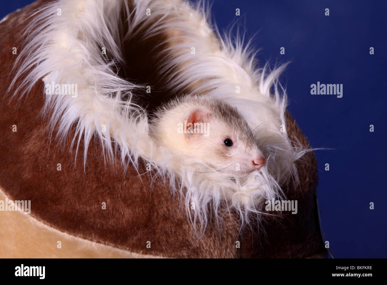 Frettchen / ferret Stock Photo - Alamy