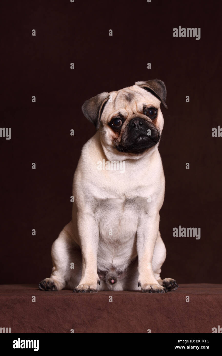 Mops / pug Stock Photo - Alamy