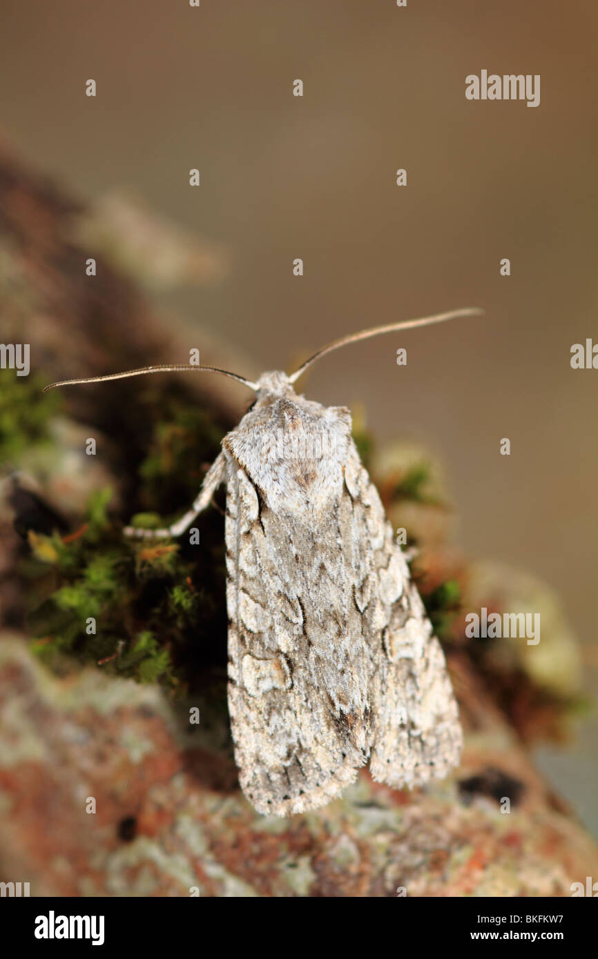 Moths of britain High Resolution Stock Photography and Images - Alamy