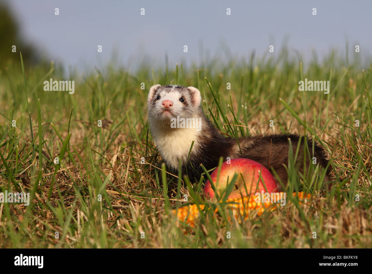 Frettchen / ferret Stock Photo - Alamy