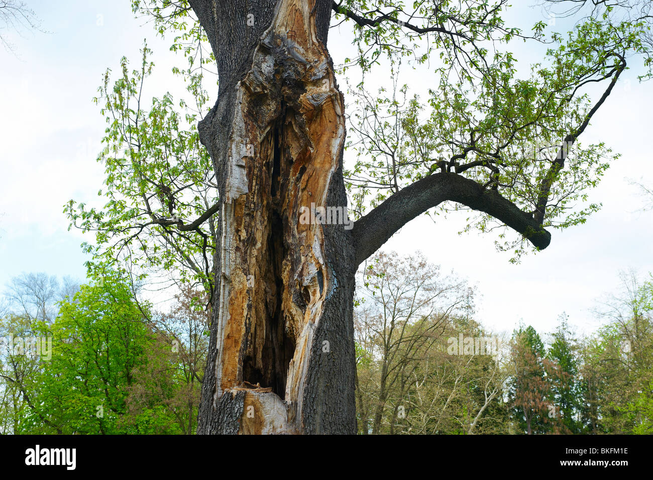 Detail of tree trunk Stock Photo - Alamy