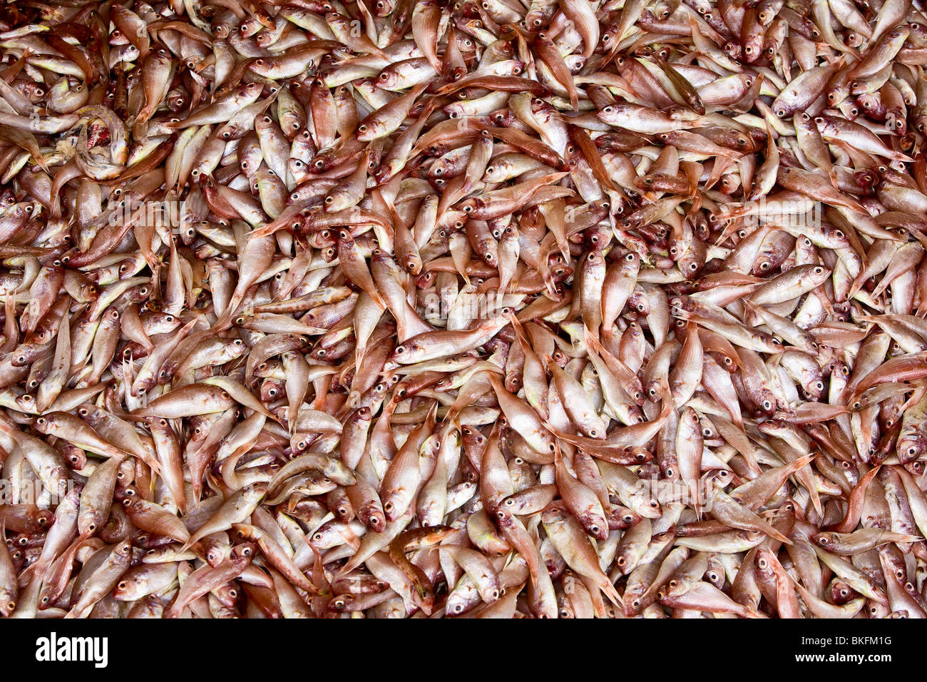 Kerala Fish And Names