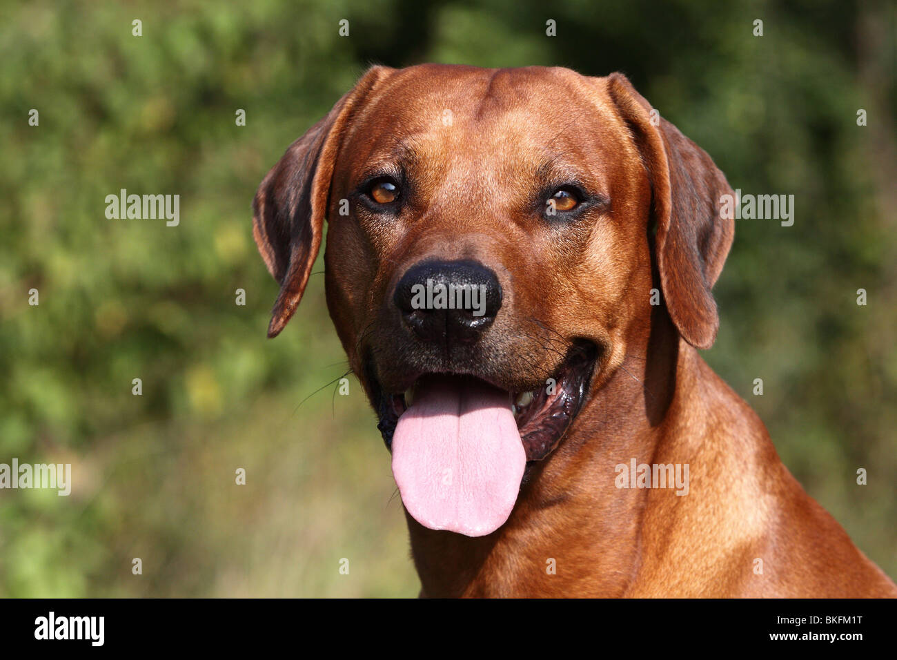 Frontal portrait of a male lion hi-res stock photography and images - Alamy