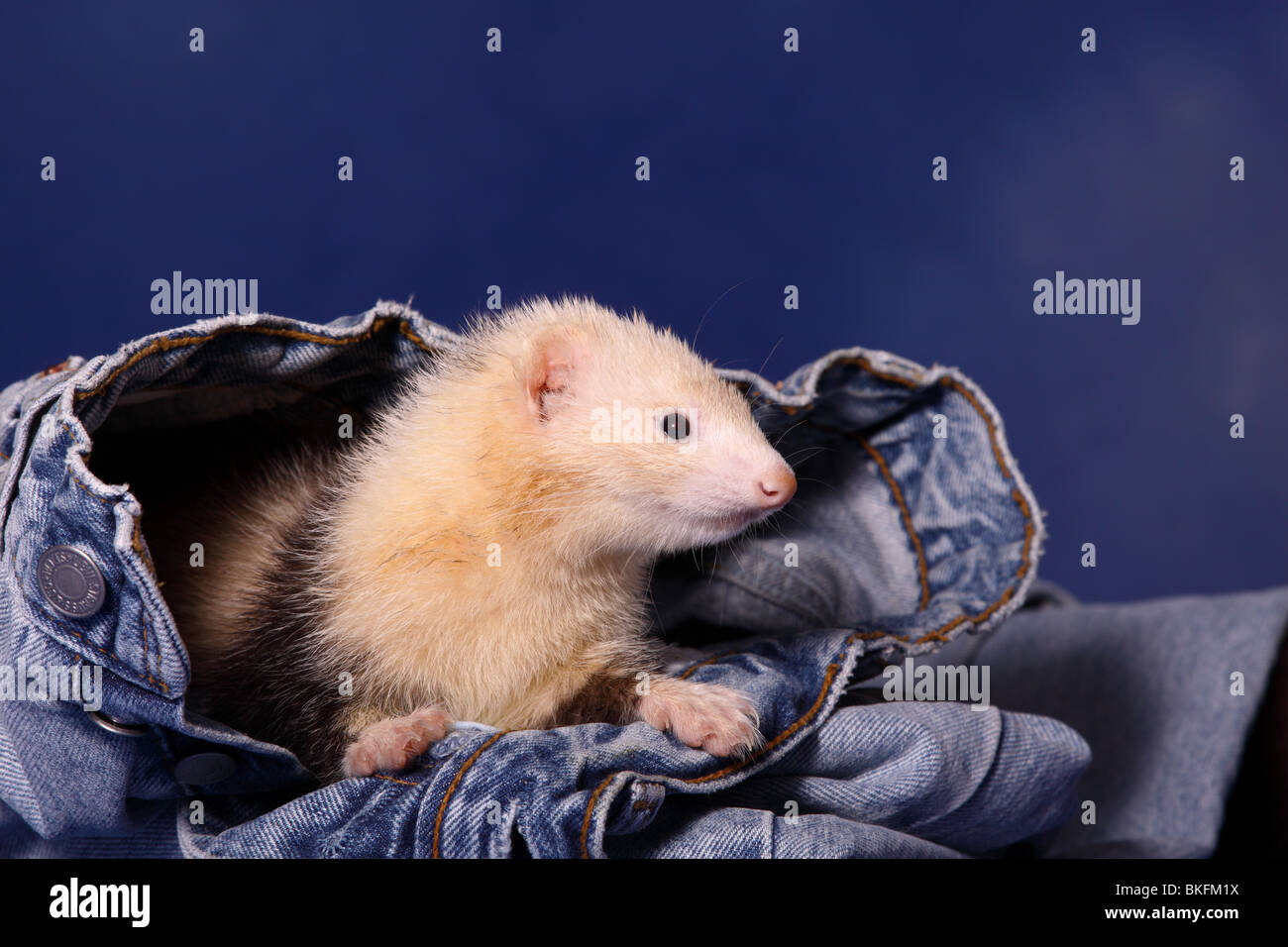 Frettchen / ferret Stock Photo - Alamy