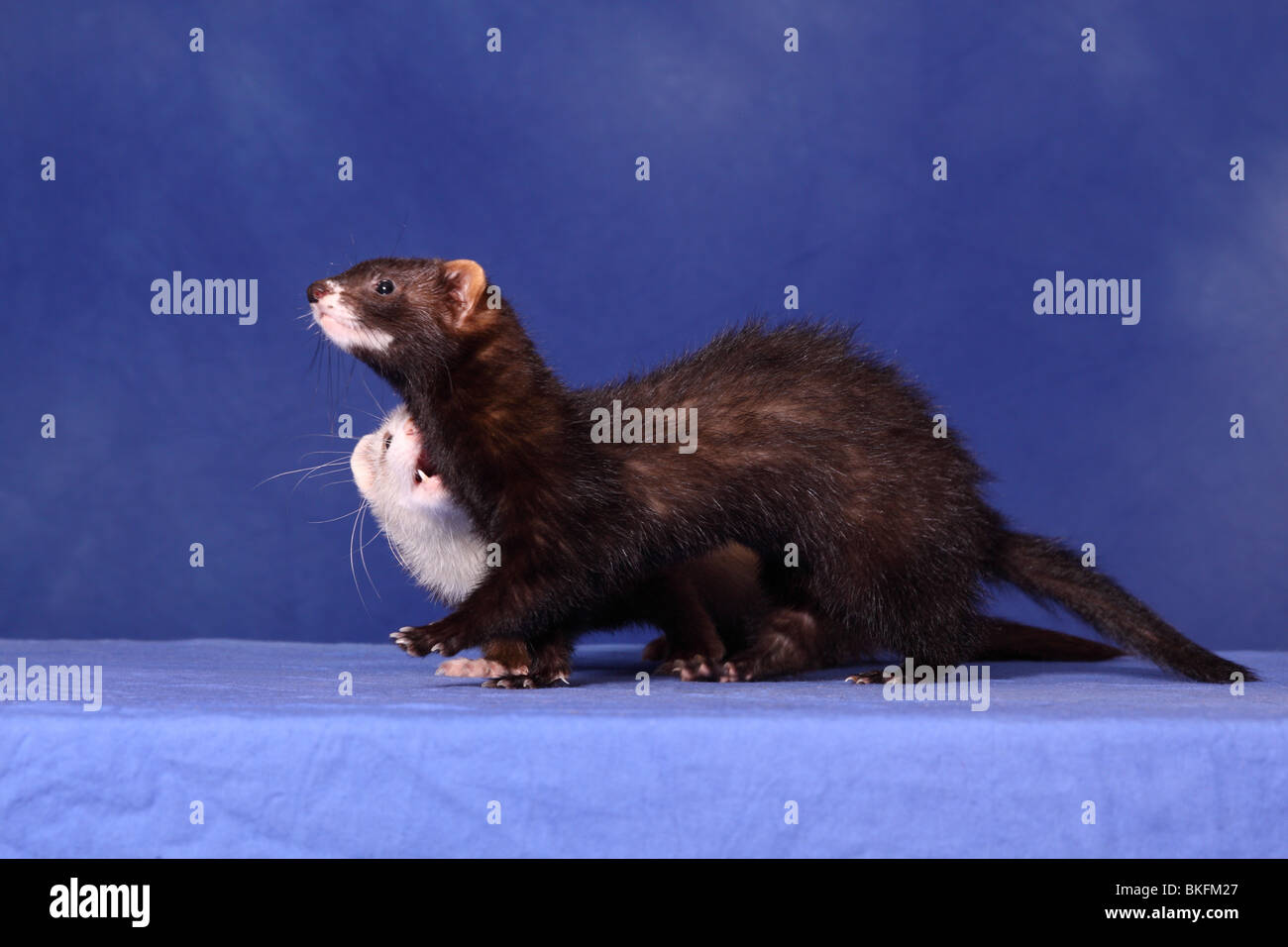 Frettchen / ferrets Stock Photo - Alamy