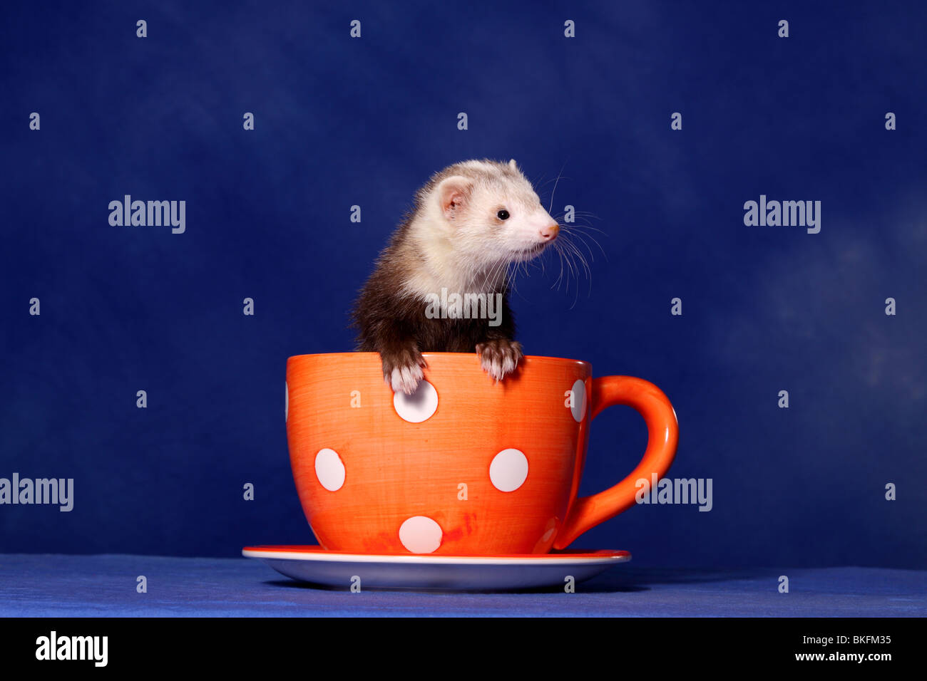 Frettchen / ferret Stock Photo - Alamy